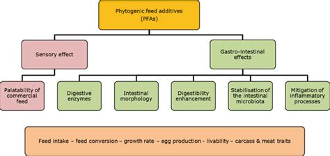 1 Phytogenic Compounds Are Effective At Different Levels In The