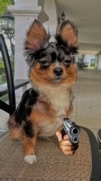 Cadela De Miss On Twitter Rt Amessofacc Gyo