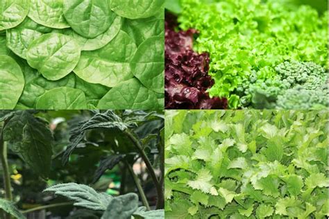 Leaf Identification Garden Lovers