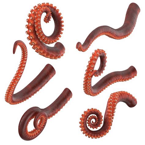 Octopus Tentacles Underwater Aquatic Biology Ocean Wildlife Sea