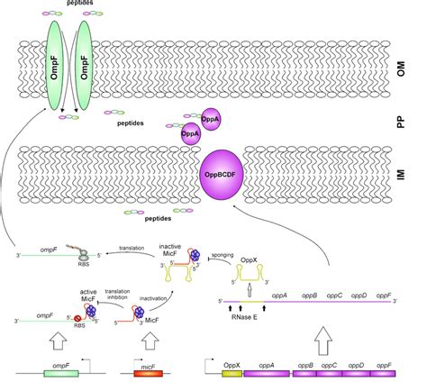 21 Depiction Of The Opp Oppx Micf Ompf Functional Model Transcription Download Scientific