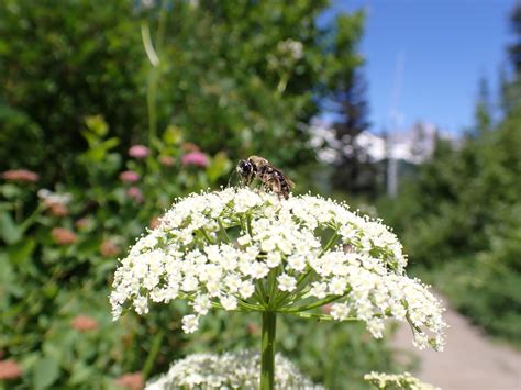 Dna Metabarcoding Of Pollen Brosi Lab