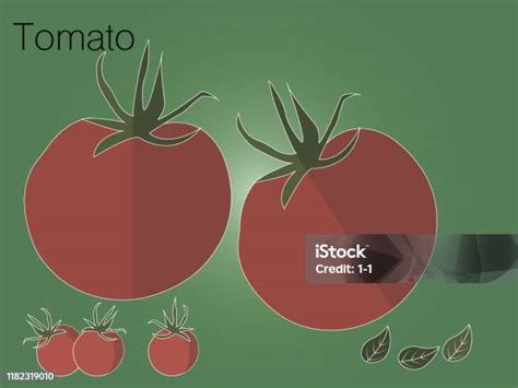 유기농 천연 야채의 녹색 잎 스케치와 빨간 토마토 벡터 일러스트레이션은 텍스트와 함께 홍보 광고 광고에 사용할 수 있습니다 농업 테마 농산물 시장 및 케첩 소스 라벨 디자인