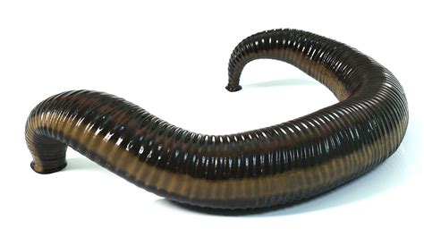 Sucking Medicinal Leech 3d Model 29 3ds Blend C4d Fbx Max Ma Lxo Obj Free3d