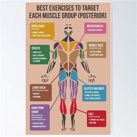 Best Exercises For Each Muscle Group Posterior Poster For Sale By