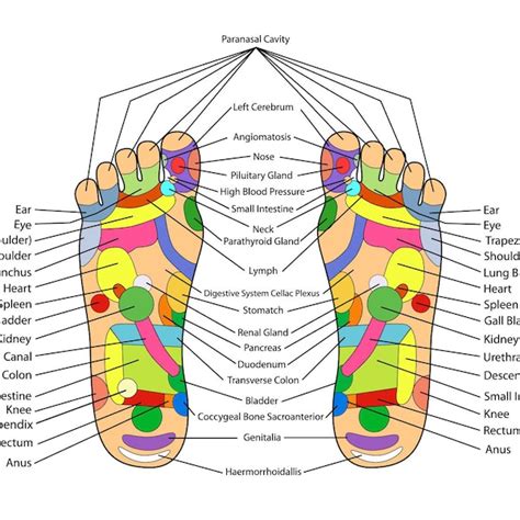 Reflexology Poster Etsy