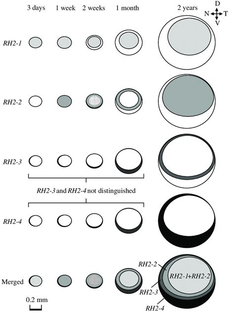 Schematic Representation Of The Spatiotemporal Expression Patterns Of Download Scientific