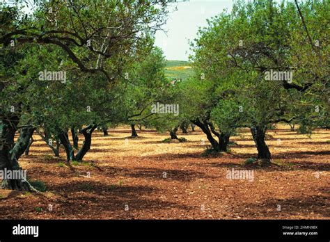 Olive Trees Olea Europaea In Crete Greece For Olive Oil Production