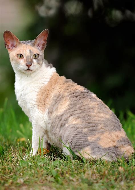 Cornish Rex Cat Breeds Cornish Rex Cat Rex Cat