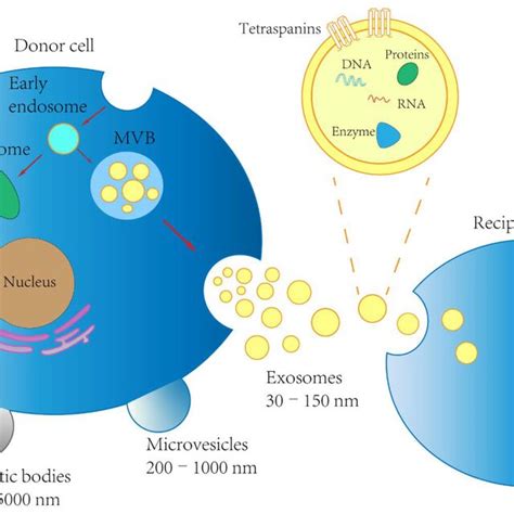 Conventional Isolation Method For Exosomes Download Scientific Diagram