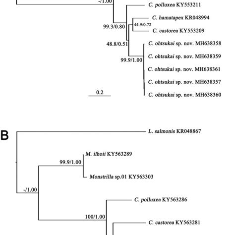Phylogenetic Trees Reconstructed Based On The Sequences Derived From