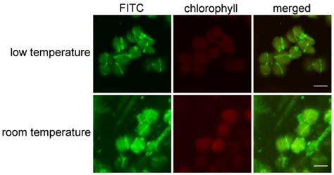 Improvements For Tissue Chopping Based Immunofluorescence Staining Method Of Chloroplast Proteins