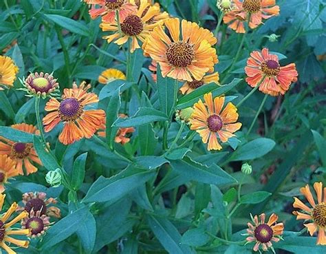 ヘレニウムという花が咲いていました 野の花とともに気ままな生活