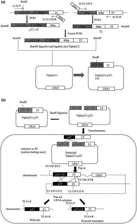 Procedure Of Two‐step Integration Method For Promoter Truncation A