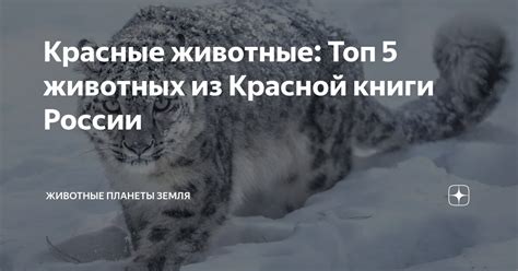 Красные животные Топ 5 животных из Красной книги России Животные Планеты Земля Дзен