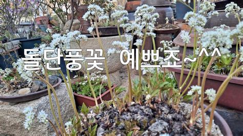 민속품 항아리 석물 수련 수생식물무늬창포 마당조경돌 Youtube