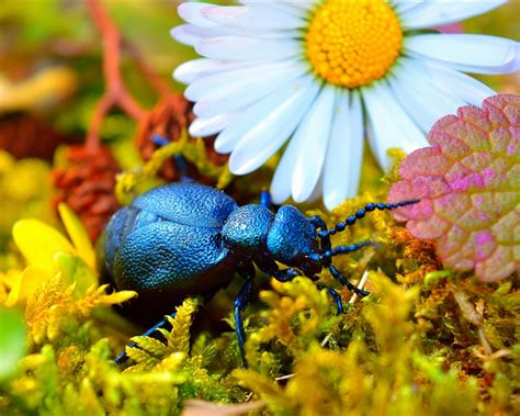 Wallpaper Blue Beetle Daisy 2880x1800 Picture Image