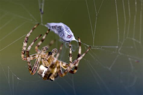 Who Is Salty Spider Sality Cyware Alerts Hacker News