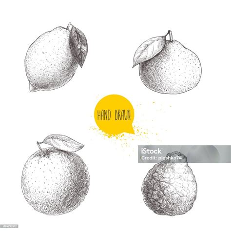 손으로 그린 스케치 스타일 감귤 세트 흰색 배경에 고립 레몬 라임 귤 관화 오렌지 베 르가 못 벡터 일러스트 레이 션 감귤에 대한 스톡 벡터 아트 및 기타 이미지 Istock