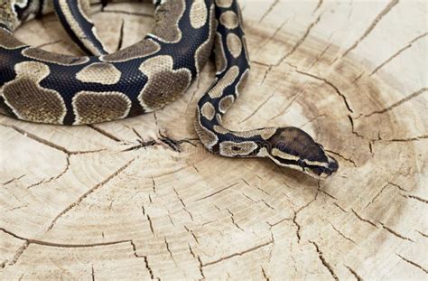 Serpent De Fondation Royale De Python Royal Ou Python De Boule Image