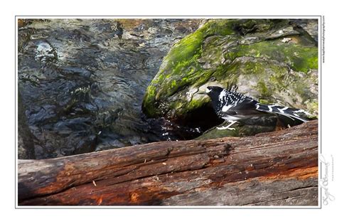 Forktail All Rights Reserved Under Kapil Semwal Photography® Nb Please Contact Before Making