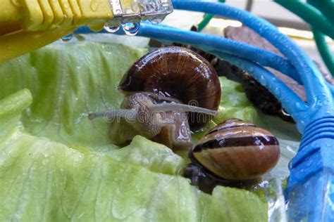 Two Wet Beautiful Slimy Squirrel Snails With Shells On Iceberg Lettuce Leaf Outdoors Stock