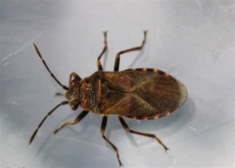 Insects — Invasive Species Of Idaho