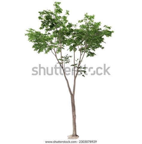 Tree Without Background Tree Png Stock Vector Royalty Free 2303078929 Shutterstock