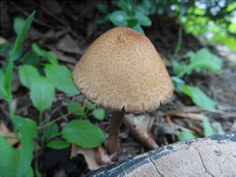 버섯 큰눈물버섯 버섯 생물종 Bric