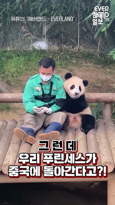 에버랜드 아기 판다 푸바오가 중국으로 돌아간다고 Youtube