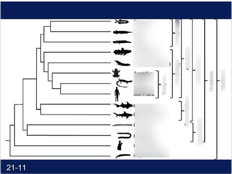 Chordate Phylogeny Diagram Quizlet