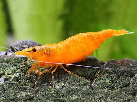 Sunkist Orange Shrimp Aquarium Directory
