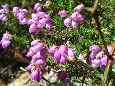 Abelha Na Urze Urze Torga Em Flor