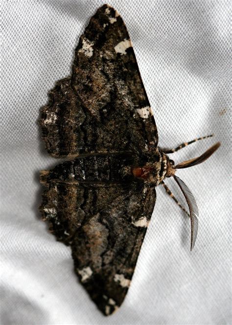 37 Common Black And White Moths Pictures And Identification