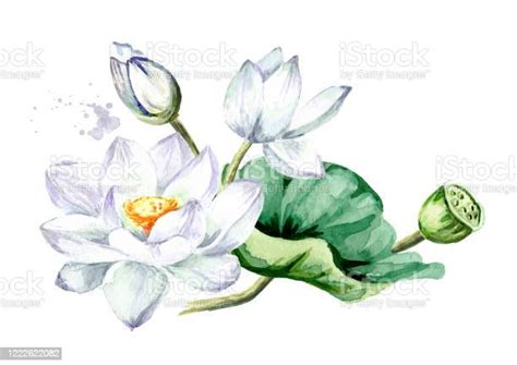 녹색 잎흰색 연꽃입니다 흰색 배경에 고립 된 손으로 그린 식물 수채화 그림 꽃 나무에 대한 스톡 벡터 아트 및 기타 이미지 꽃 나무 꽃 꽃의 구조 꽃 식물 Istock