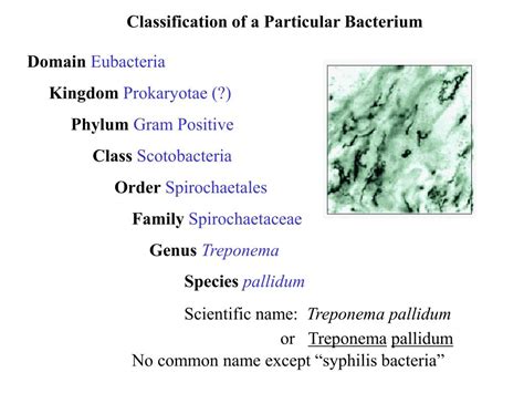 Ppt Taxonomy And Classification Of Microbes Especially Prokaryotes Powerpoint Presentation