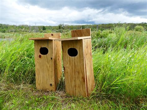 Fwcp Waterfowl Nesting Structure Enhancement Blackbird