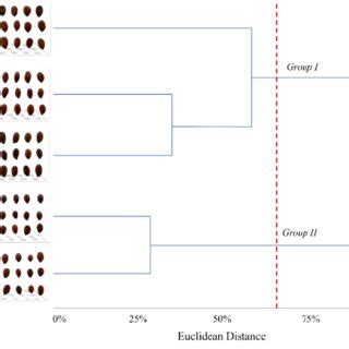 Cluster Analysis Based On Euclidean Distance For Five Populations Of Download Scientific