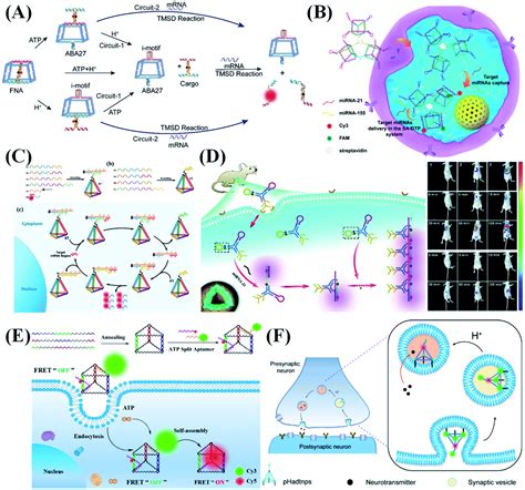 Dna Nanostructure Based Nucleic Acid Probes Construction And