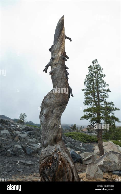Dead Sierra Juniper Tree Trunk Juniperus Occidentalis Of The High