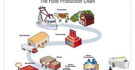 The Diagram Below Shows The Stages In The Food Production Chain Of The