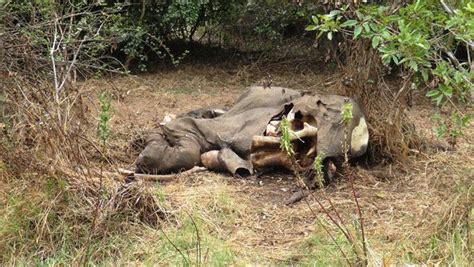 ඉනාමලුව රක්ෂිතයෙන් වන අලි පහකගේ හා ඇතෙකුගේ සිරුරක් හමුවෙයි Ada Online