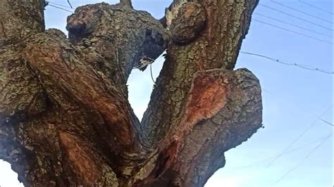 Изкореняване премахване на Дърво Правилният начин 💞 Youtube