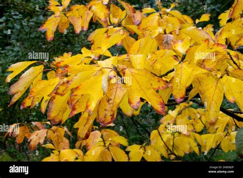 Sassafras Albidum Tree Autumn Tea Tree Sassafras Autumnal Leaves On