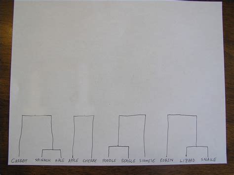 How To Draw A Dendrogram