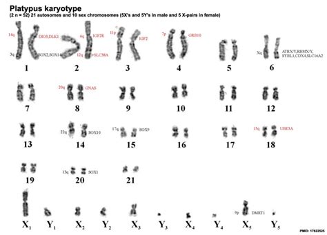 Platypus Development Embryology