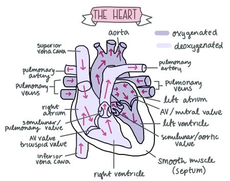 Heart Diagram And Its Function Heart Biology Structure Igcse