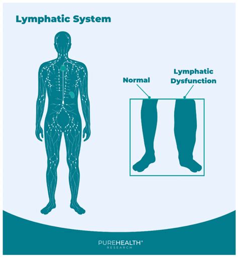 How To Detox Lymphatic System Naturally 8 Best Ways Purehealth Research