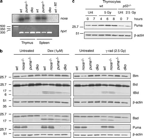 Rt Pcr Analysis On Cdnas Generated With Total Rna From Thymocytes And