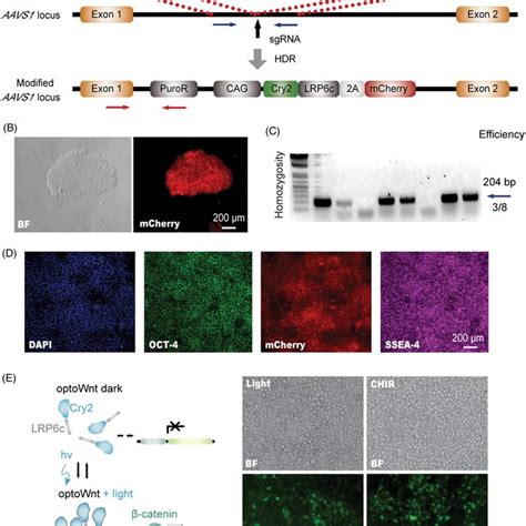 Construction Of A Genetically Engineered Human Pluripotent Stem Cell